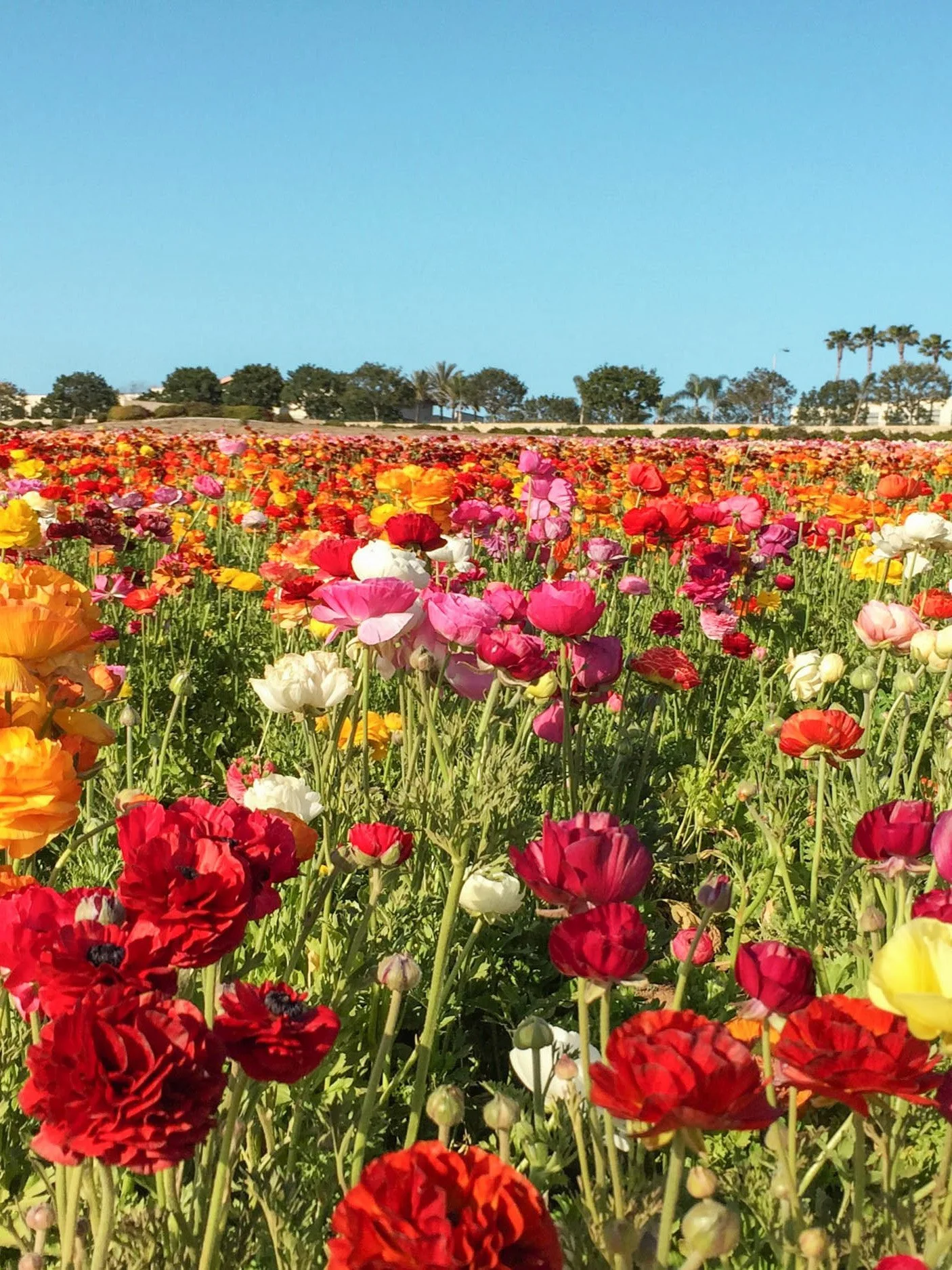 Where to Find Spring Flowers in California — Kessler Elsewhere