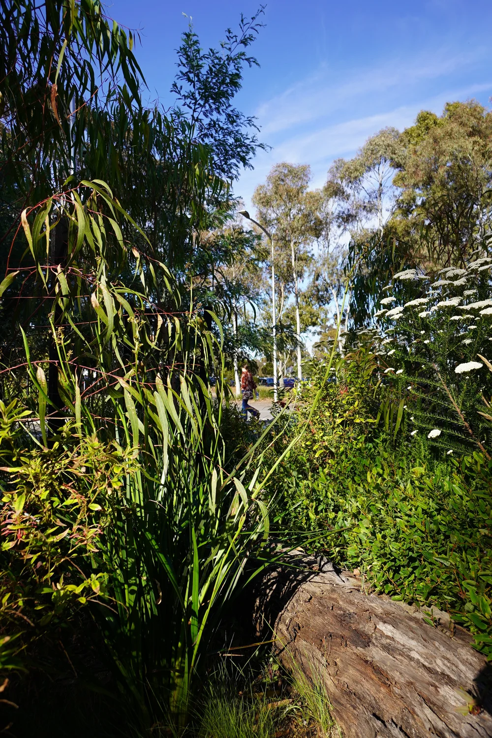 Landscape Designs — BUSH PROJECTS