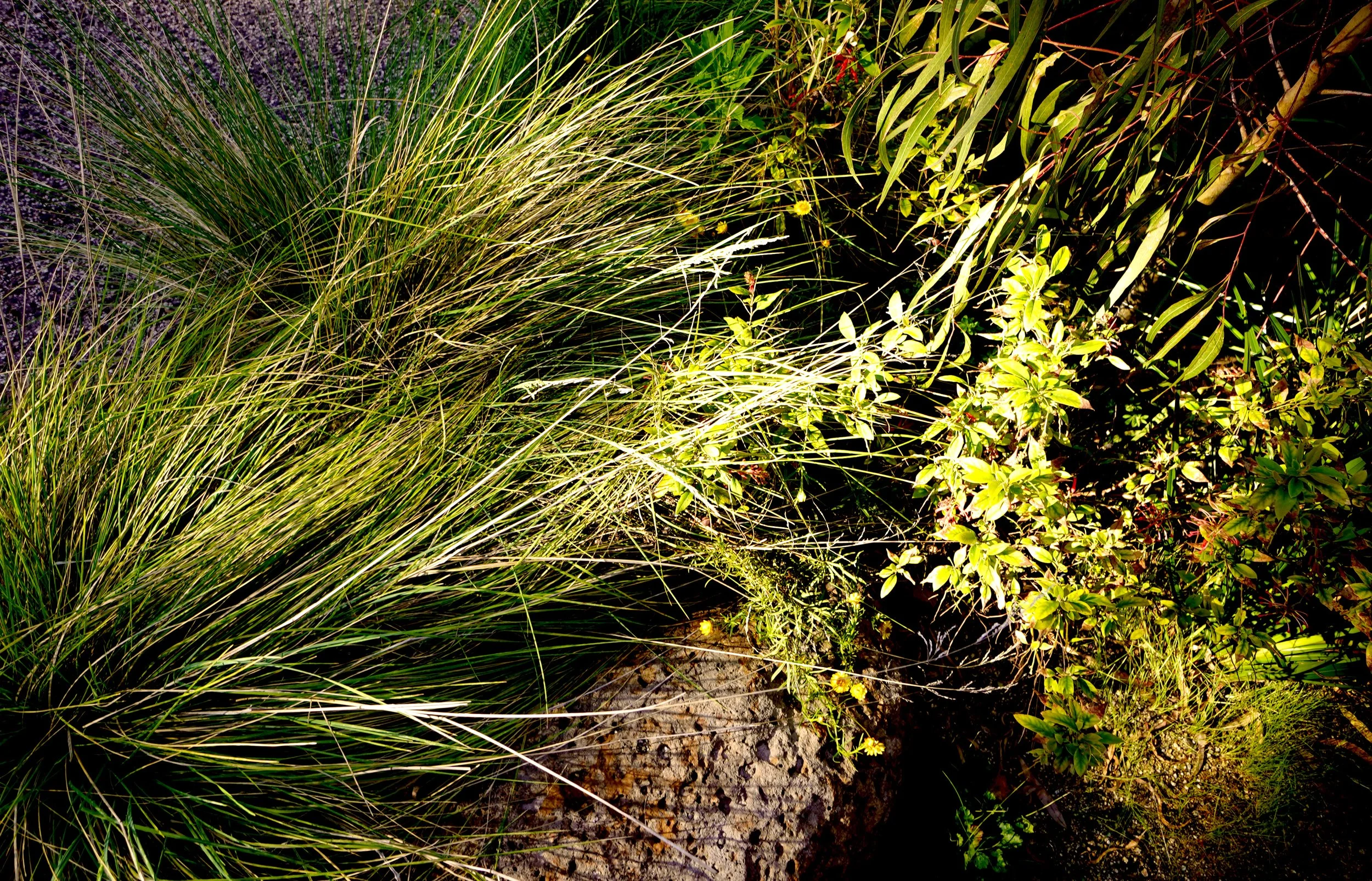 Monash Clayton Scenic Boulevard Pedestrian Entry Redevelopment — BUSH ...