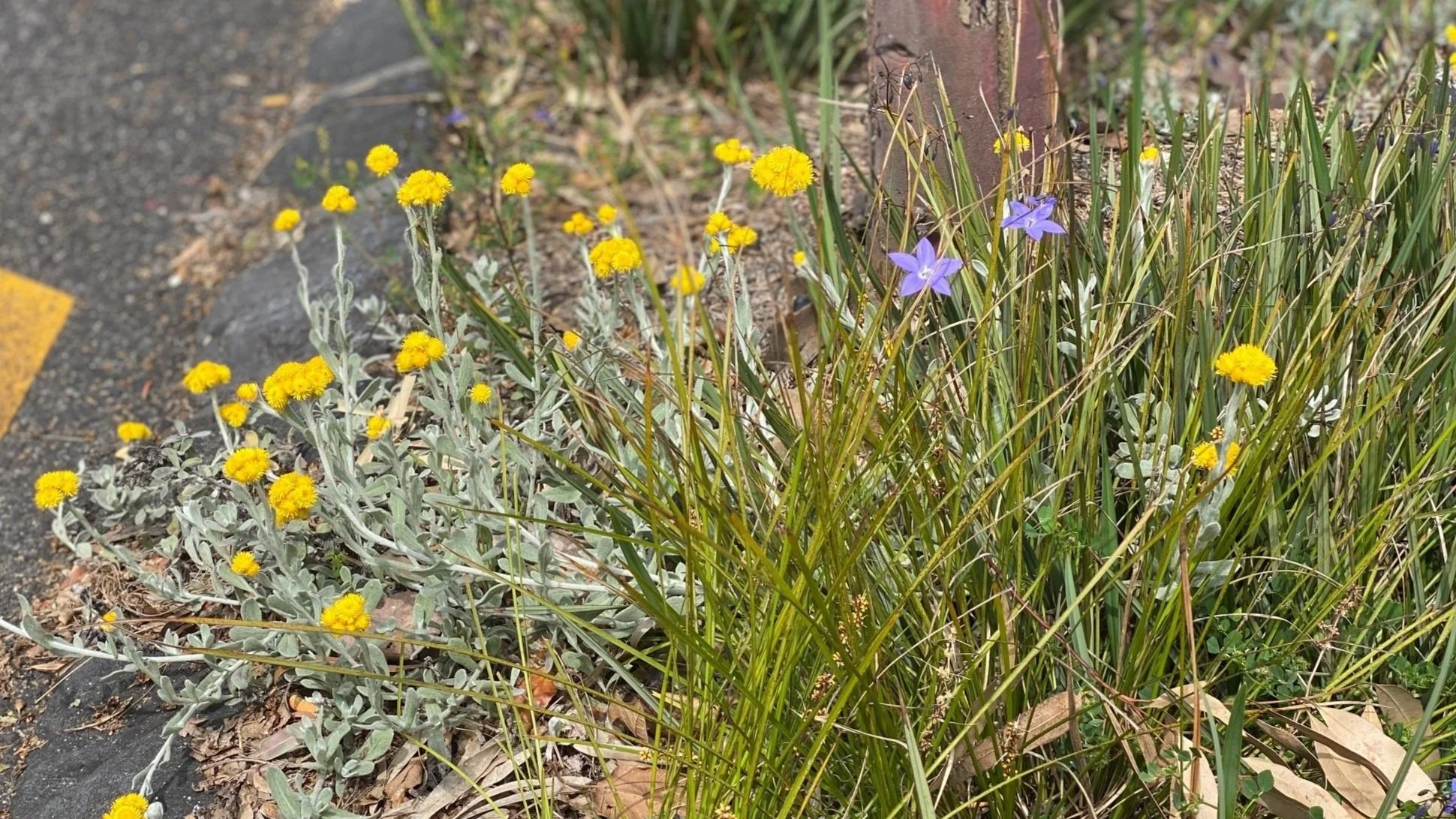 Landscape Designs — BUSH PROJECTS