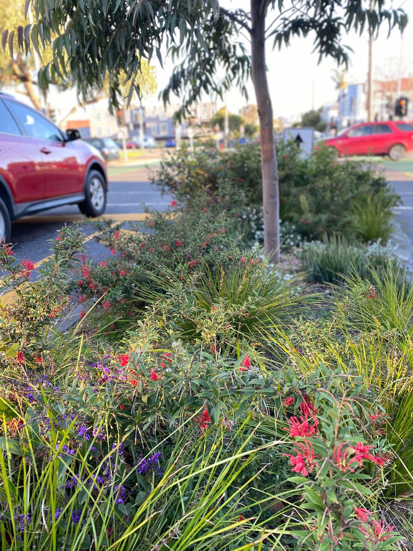 City of Yarra Civic Planting — BUSH PROJECTS