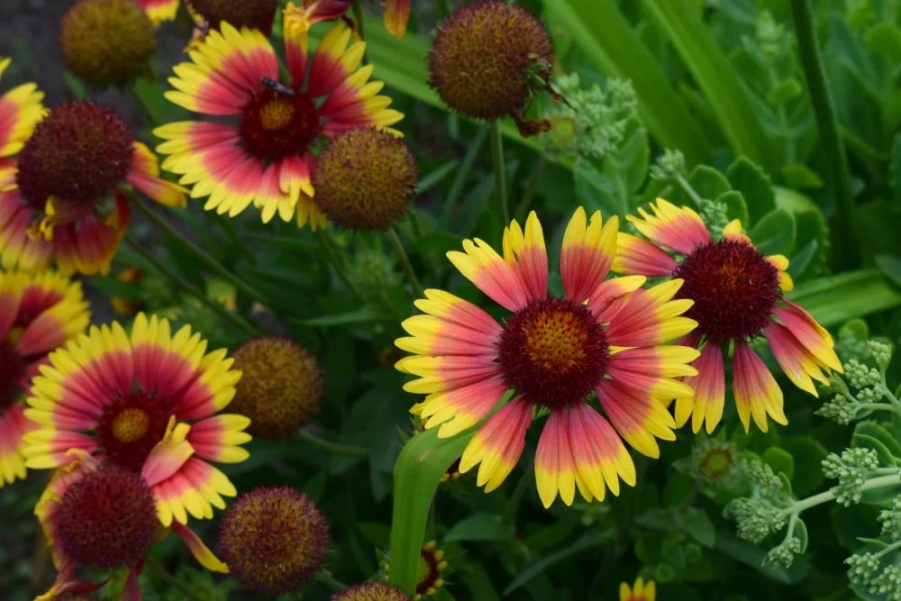 Top 20 Native Flowers & Perennials for Resilient Calgary Gardens ...