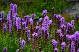 Top 20 Native Flowers & Perennials for Resilient Calgary Gardens ...