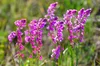 Top 20 Native Flowers & Perennials for Resilient Calgary Gardens ...