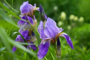 Top 20 Native Flowers & Perennials for Resilient Calgary Gardens ...