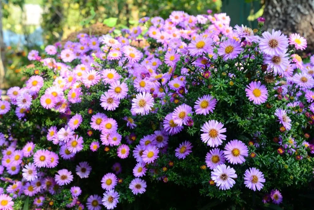 Top 20 Native Flowers & Perennials for Resilient Calgary Gardens ...