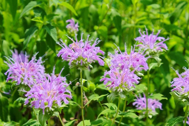 Top 20 Native Flowers & Perennials for Resilient Calgary Gardens ...