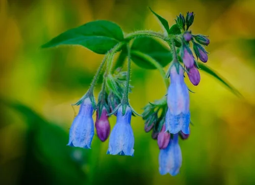 Top 20 Native Flowers & Perennials for Resilient Calgary Gardens ...