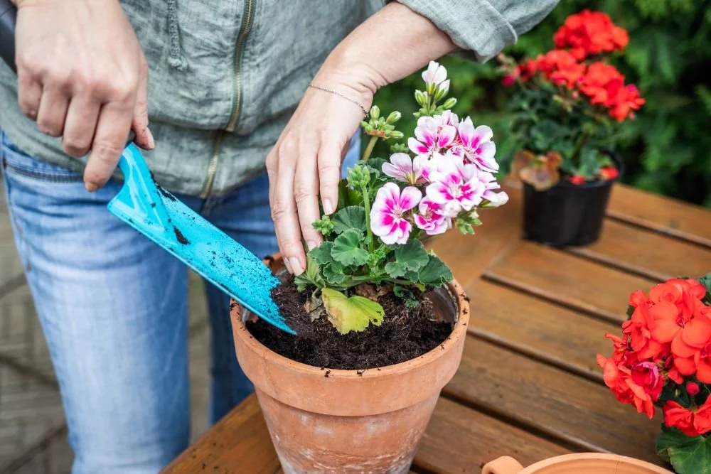 Top 20 Native Flowers & Perennials for Resilient Calgary Gardens ...