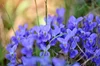Top 20 Native Flowers & Perennials for Resilient Calgary Gardens ...