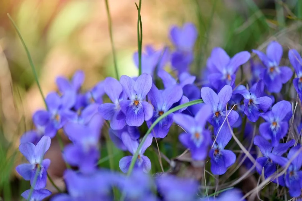 Top 20 Native Flowers & Perennials for Resilient Calgary Gardens ...
