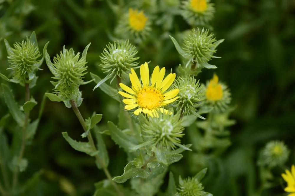 Top 20 Native Flowers & Perennials for Resilient Calgary Gardens ...