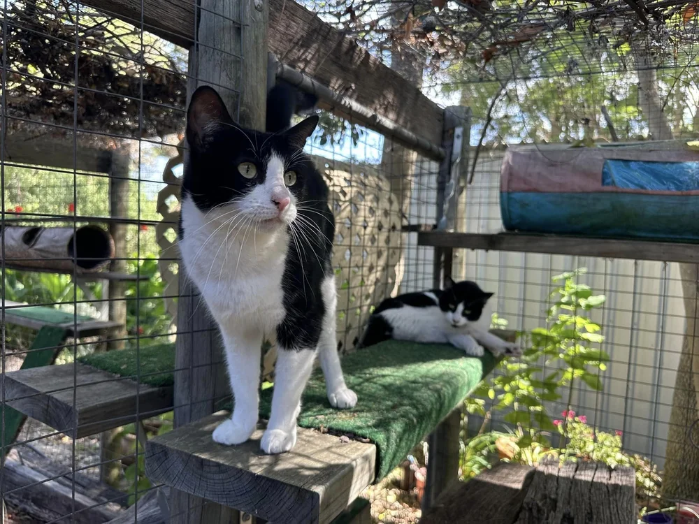 Cattery — Ashridge Cattery & Kennels