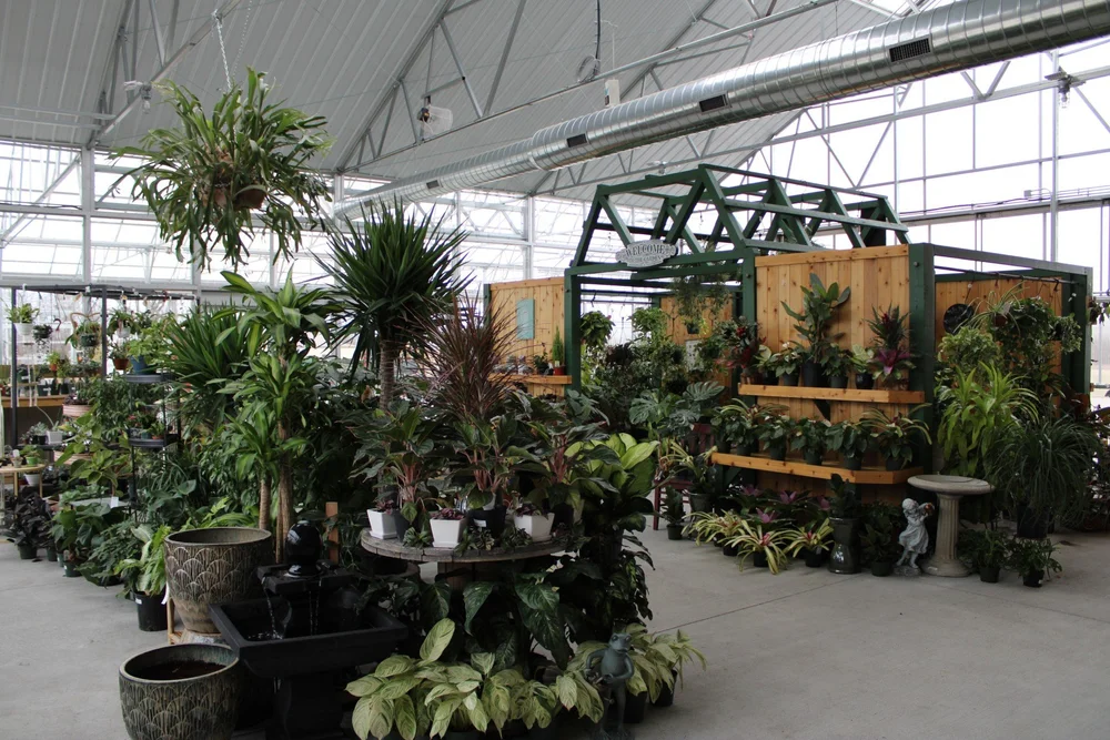 Houseplants — Miss M's Home and Garden