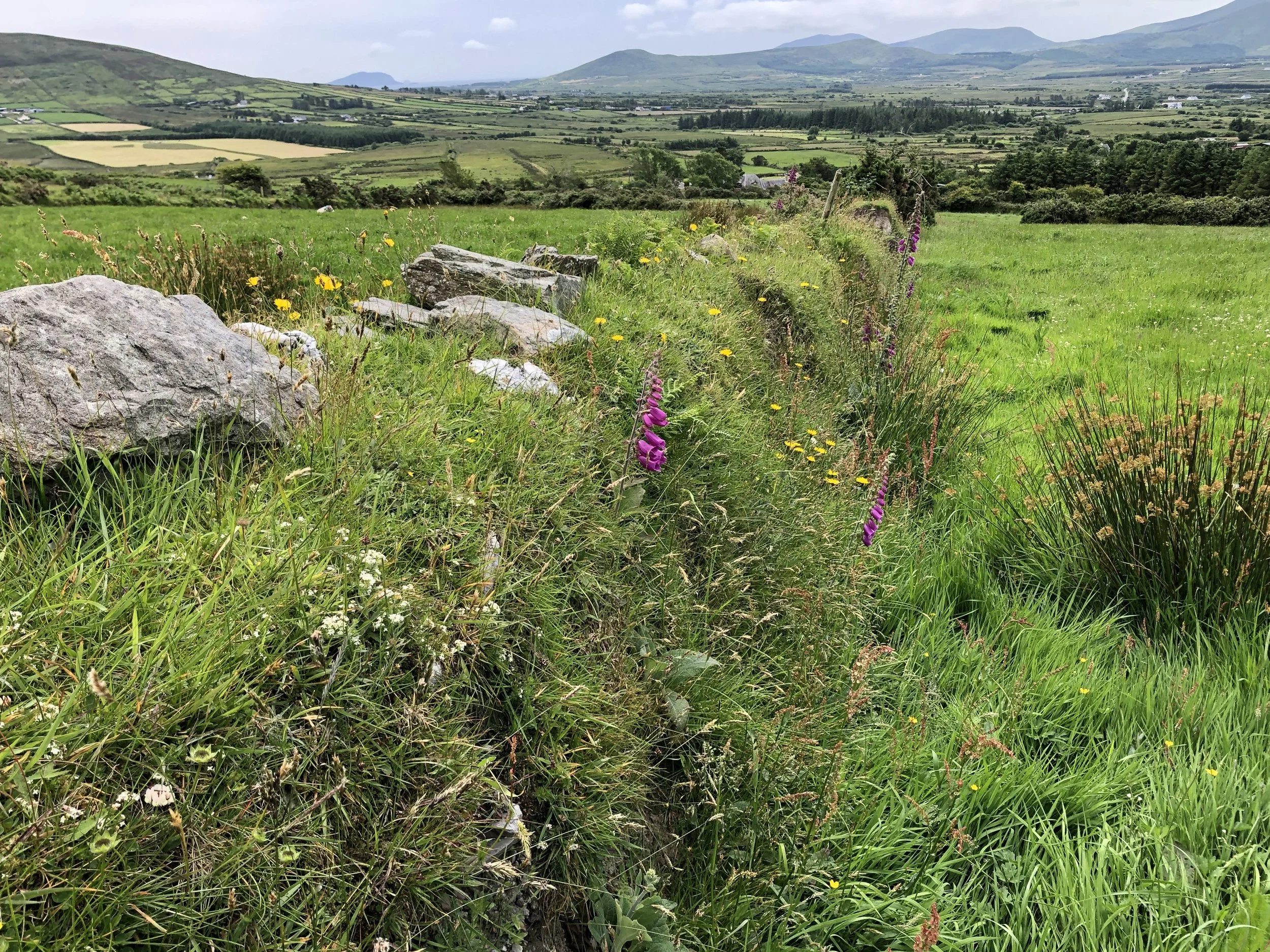 Farmland Habitats — Discover Iveragh