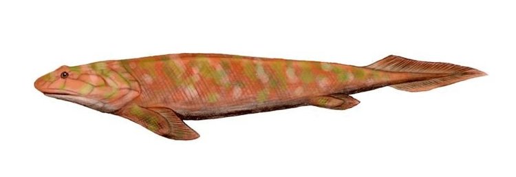 An Introduction to Tetrapods — Discover Iveragh