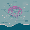 An Introduction to Jellyfish — Discover Iveragh