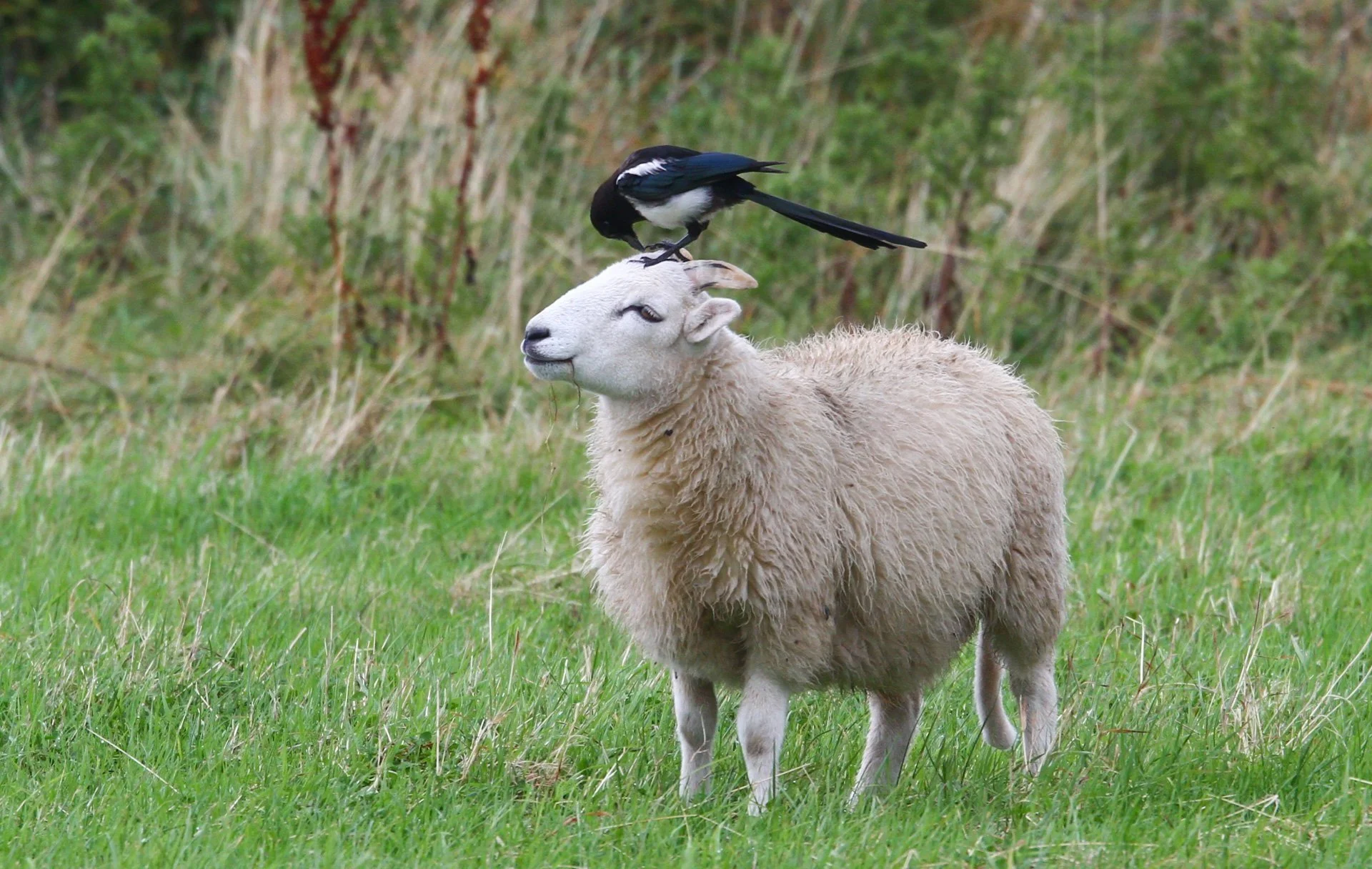 Magpie & Jay — Discover Iveragh