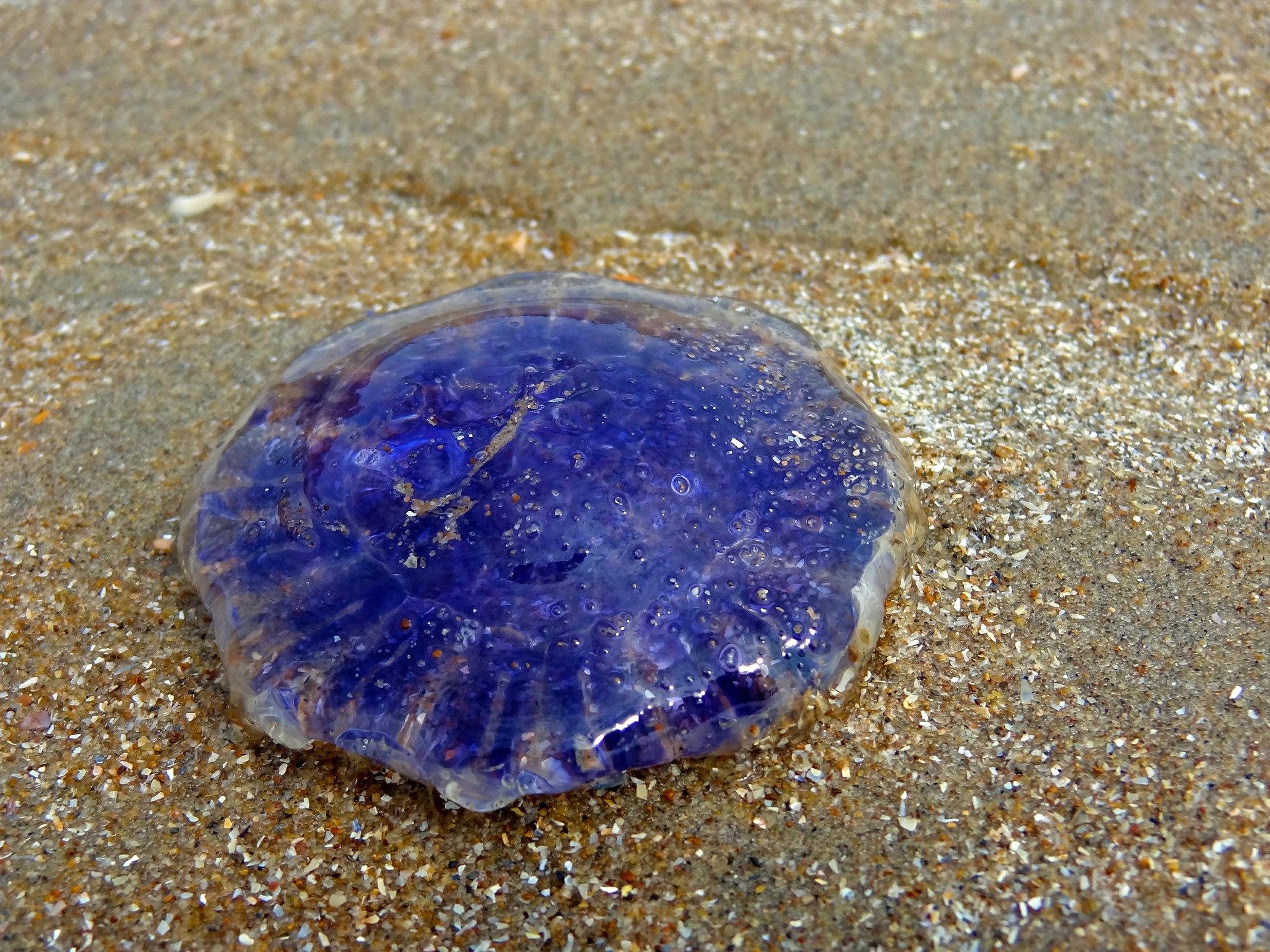 Decoding the Science of Jellyfish — Discover Iveragh