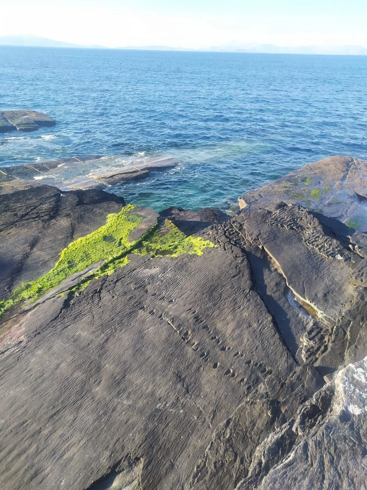 An Introduction to Tetrapods — Discover Iveragh