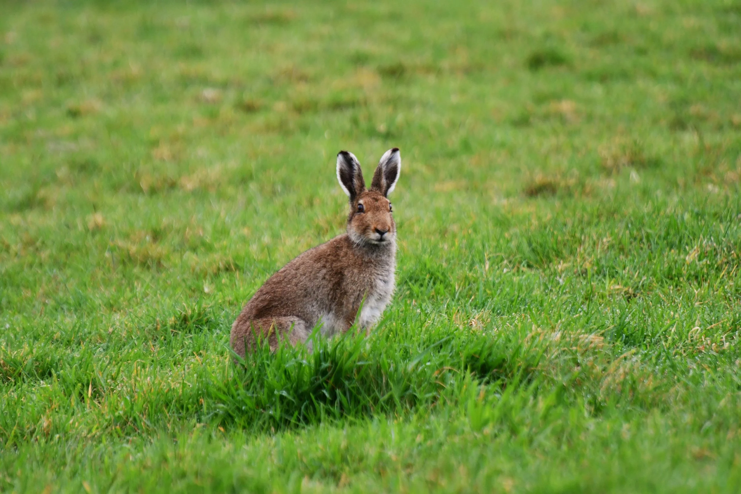 Irish Mountain Hare - Giorria — Discover Iveragh