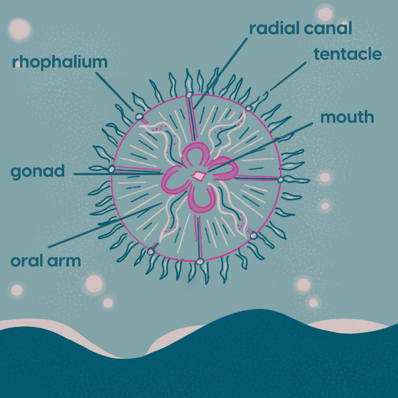 An Introduction to Jellyfish — Discover Iveragh
