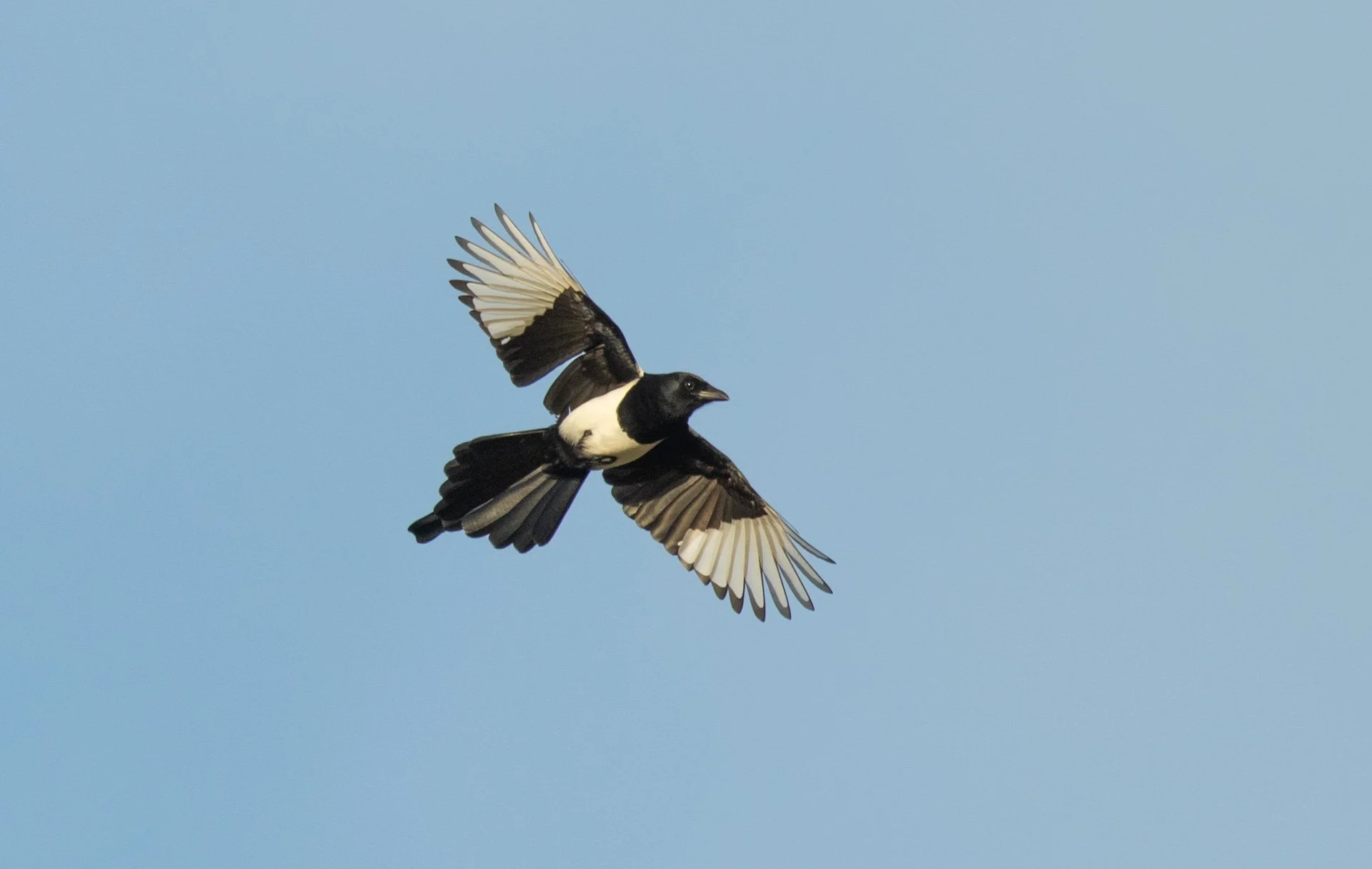 Magpie & Jay — Discover Iveragh