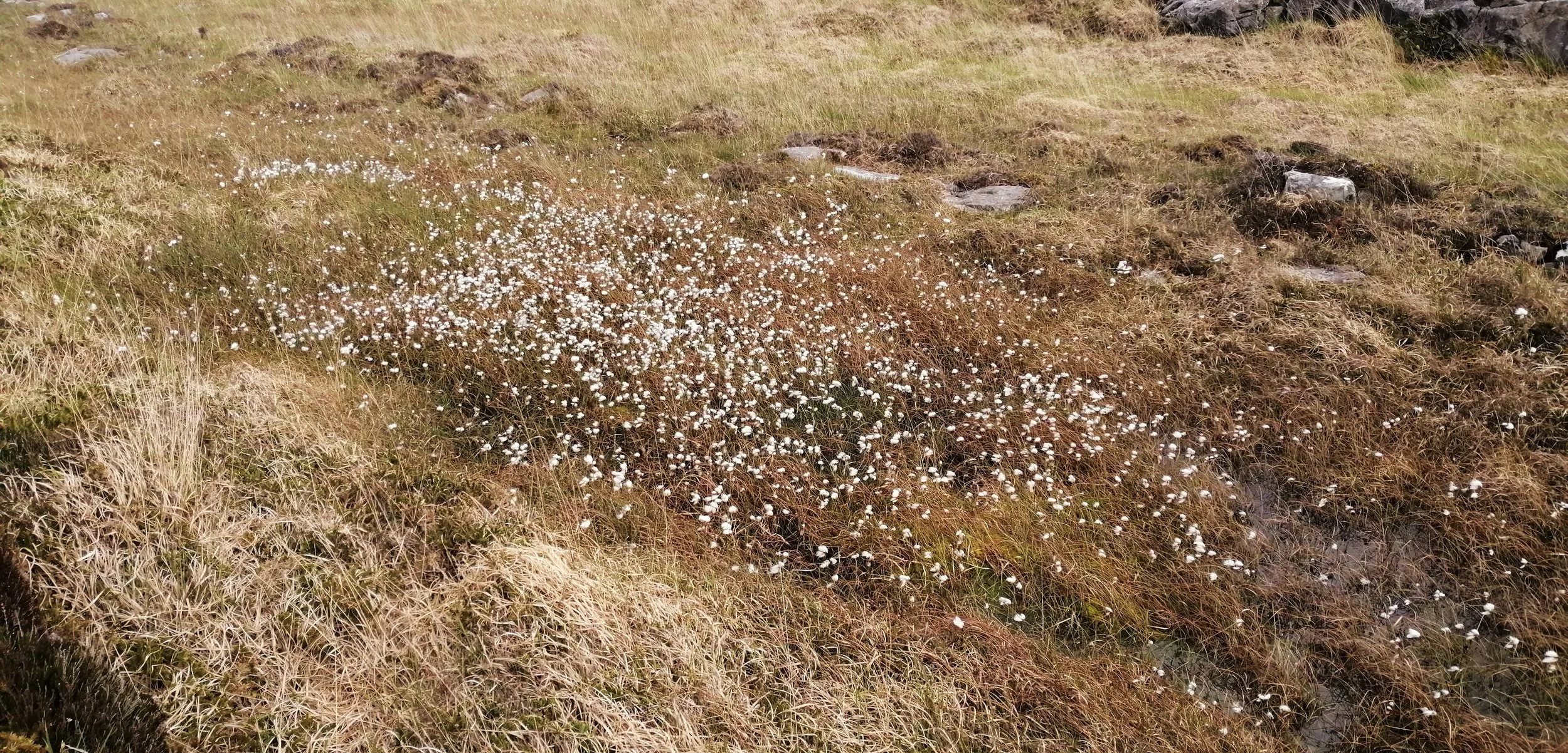 Why are bogs important? — Discover Iveragh