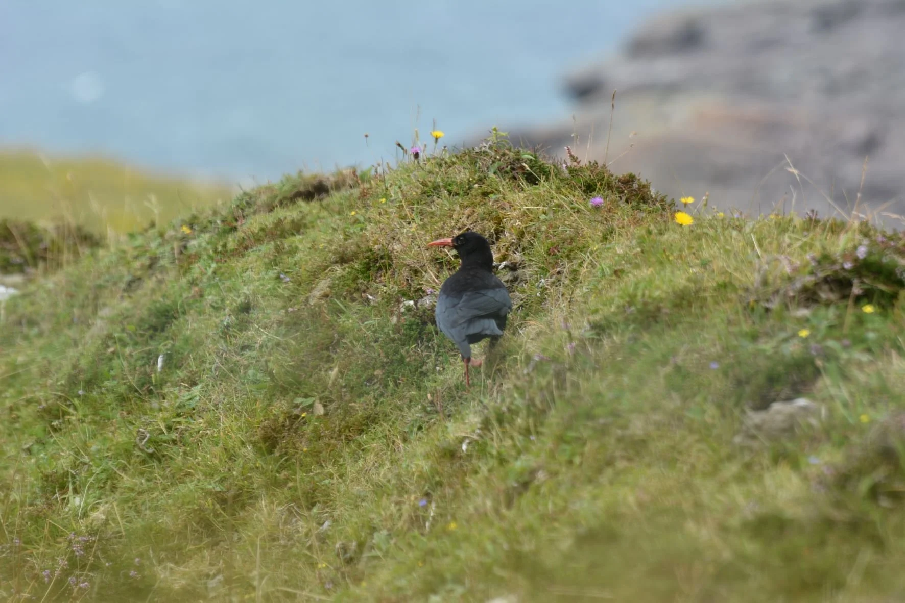Red-billed Chough — Discover Iveragh