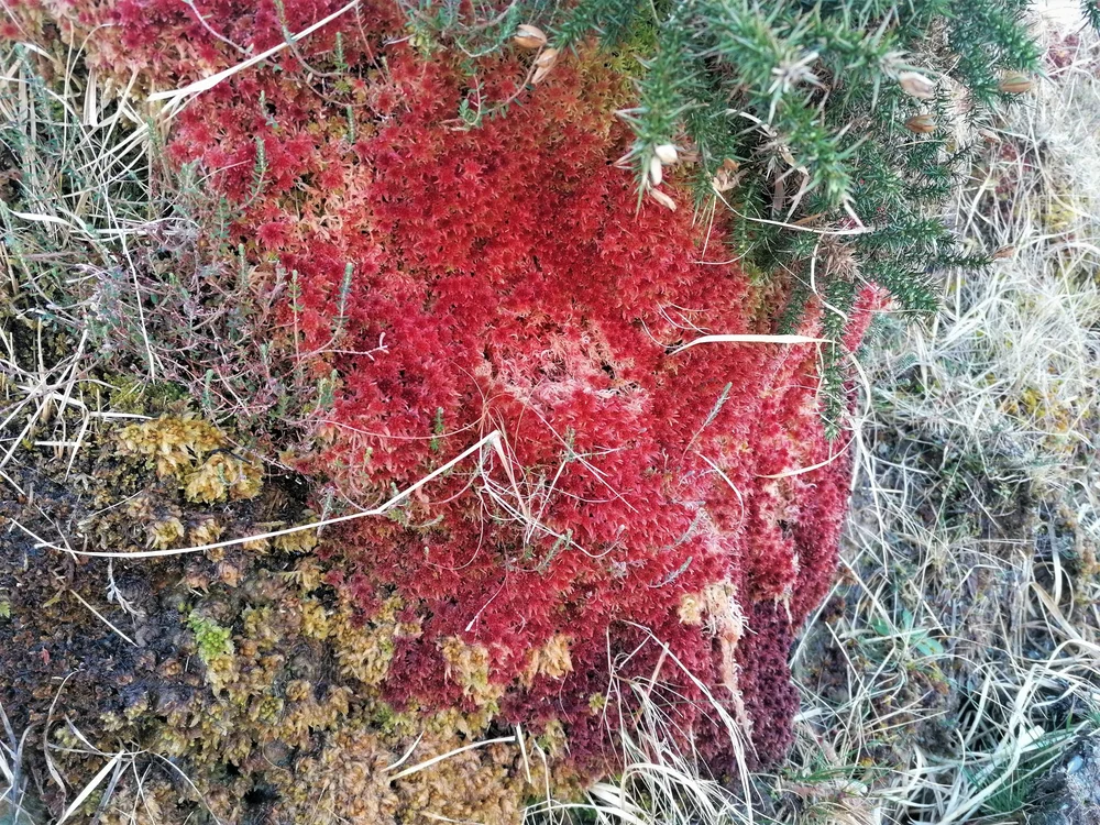 Why are bogs important? — Discover Iveragh