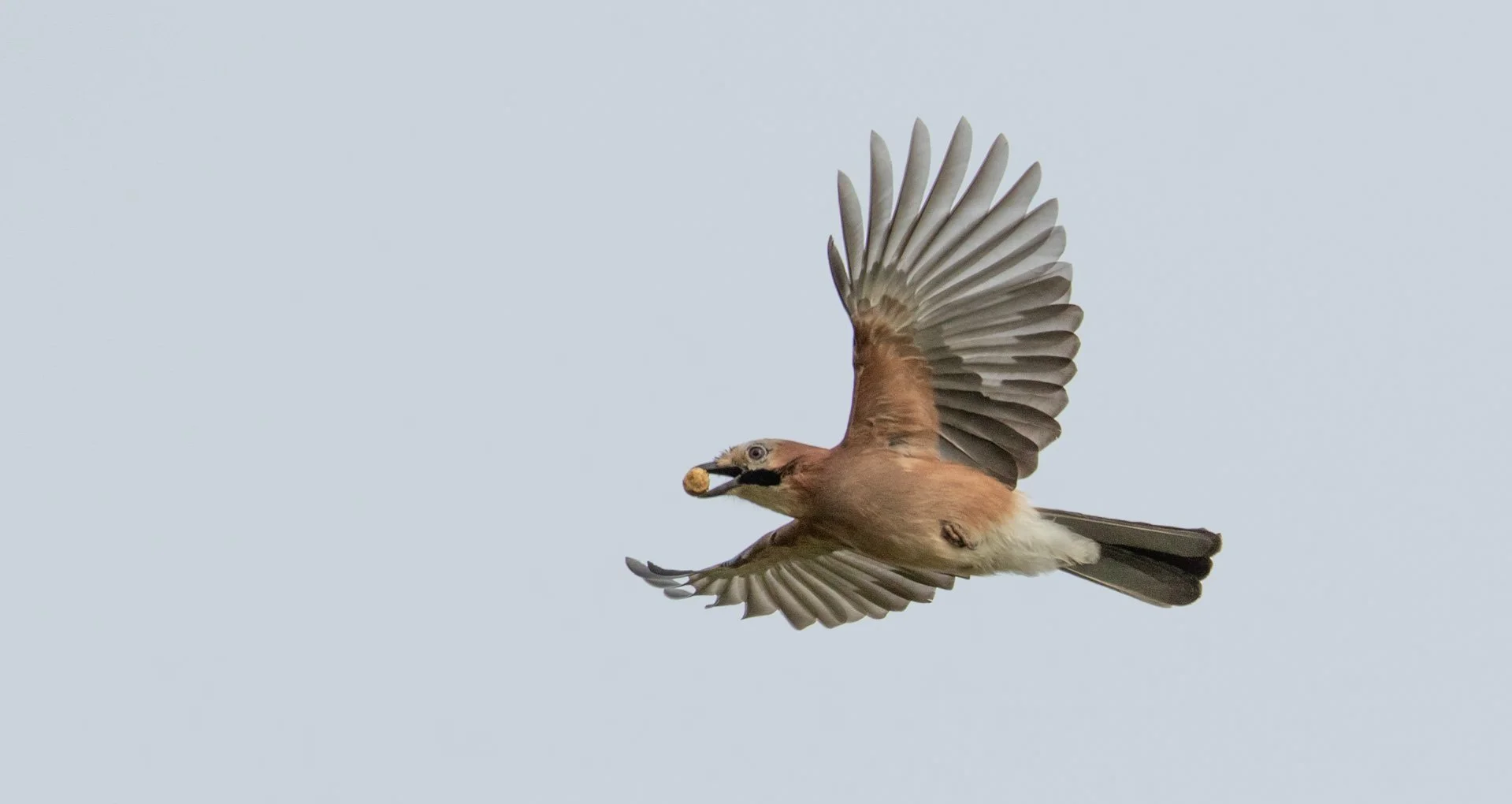 Magpie & Jay — Discover Iveragh