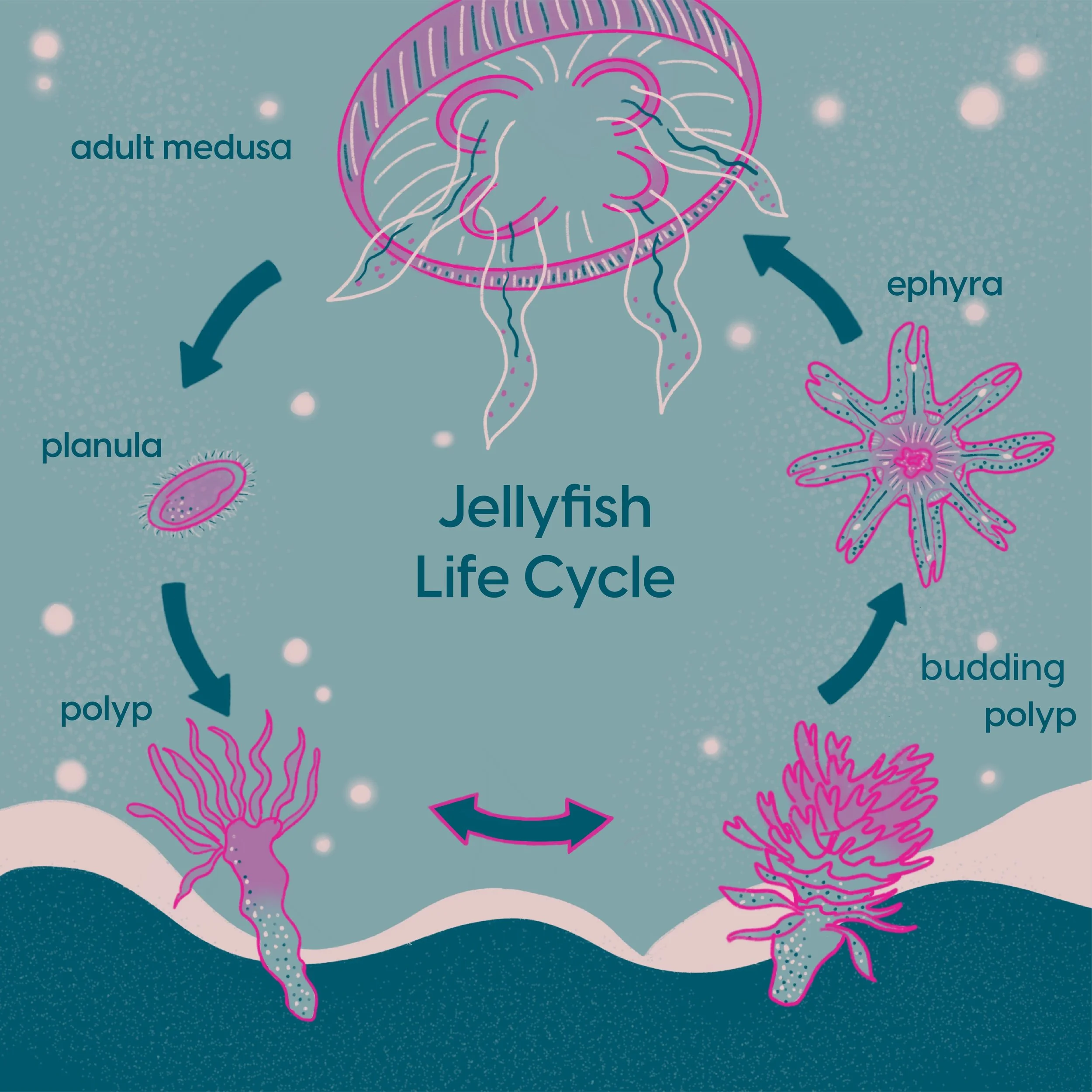 An Introduction to Jellyfish — Discover Iveragh