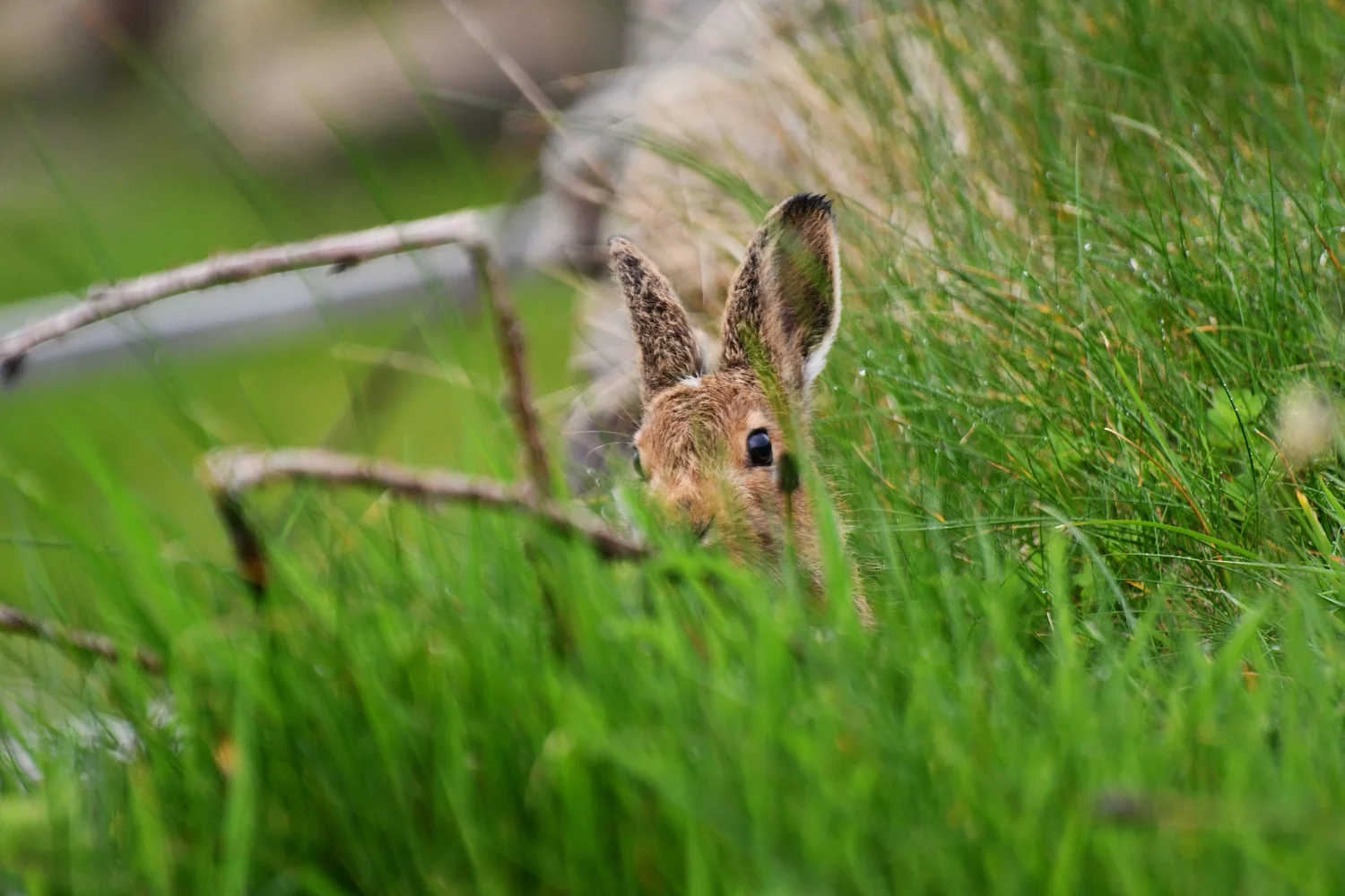 Irish Mountain Hare - Giorria — Discover Iveragh