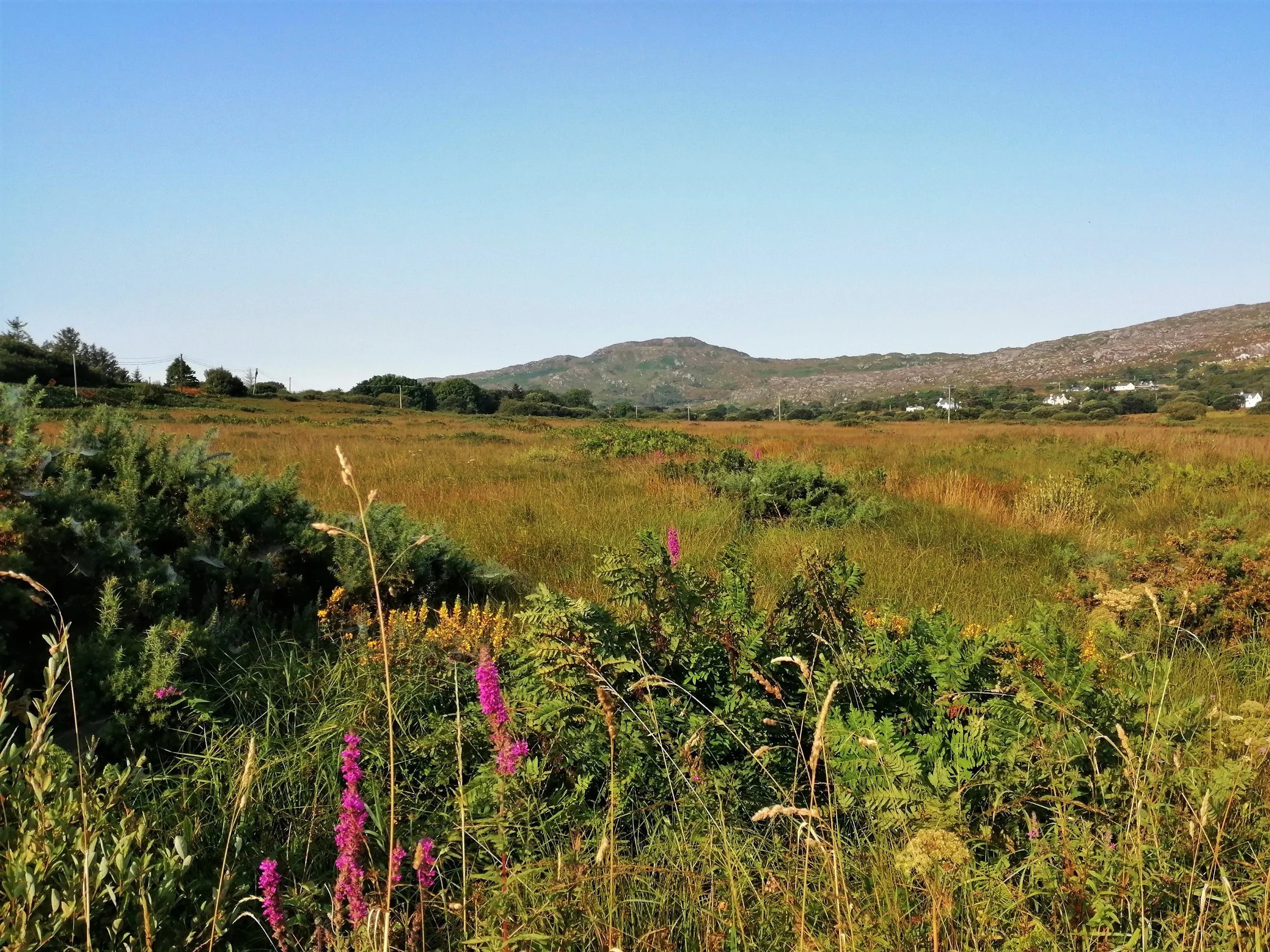 Why are bogs important? — Discover Iveragh