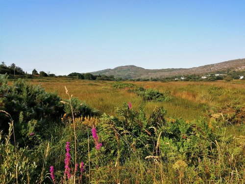 Why are bogs important? — Discover Iveragh