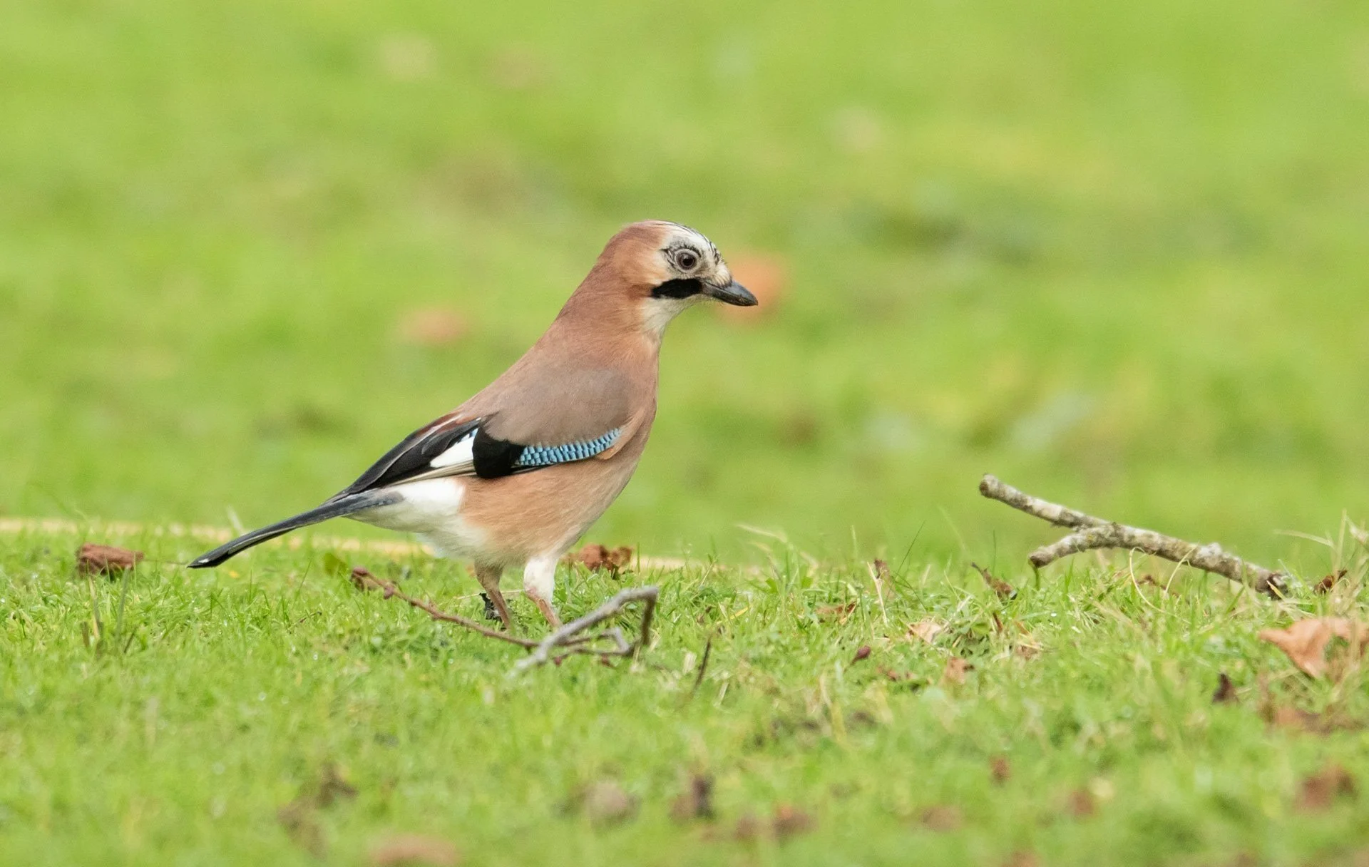 Magpie & Jay — Discover Iveragh