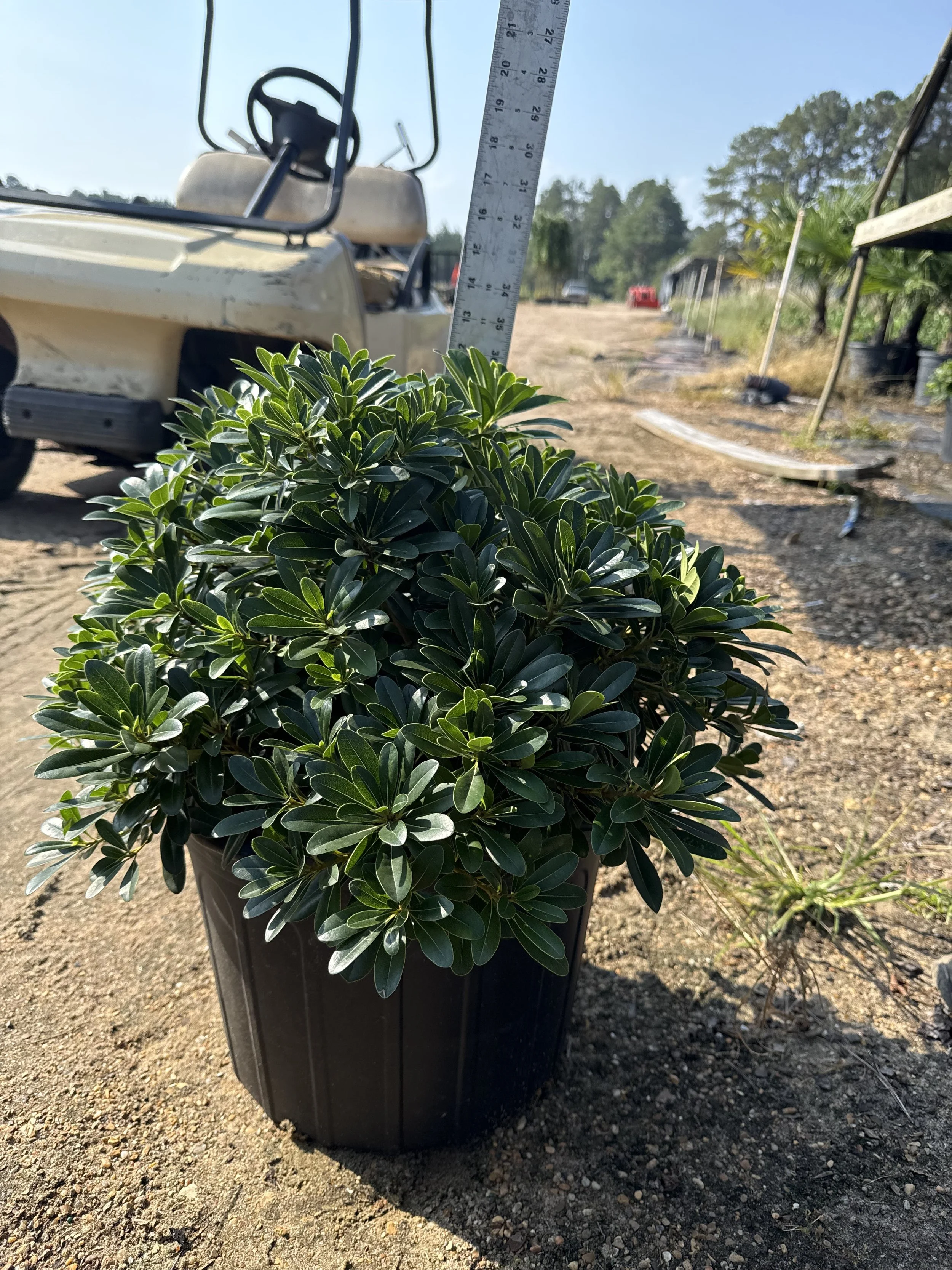 Pittosporum 'Wheeler's Dwarf' — Bayou State Plant Co.
