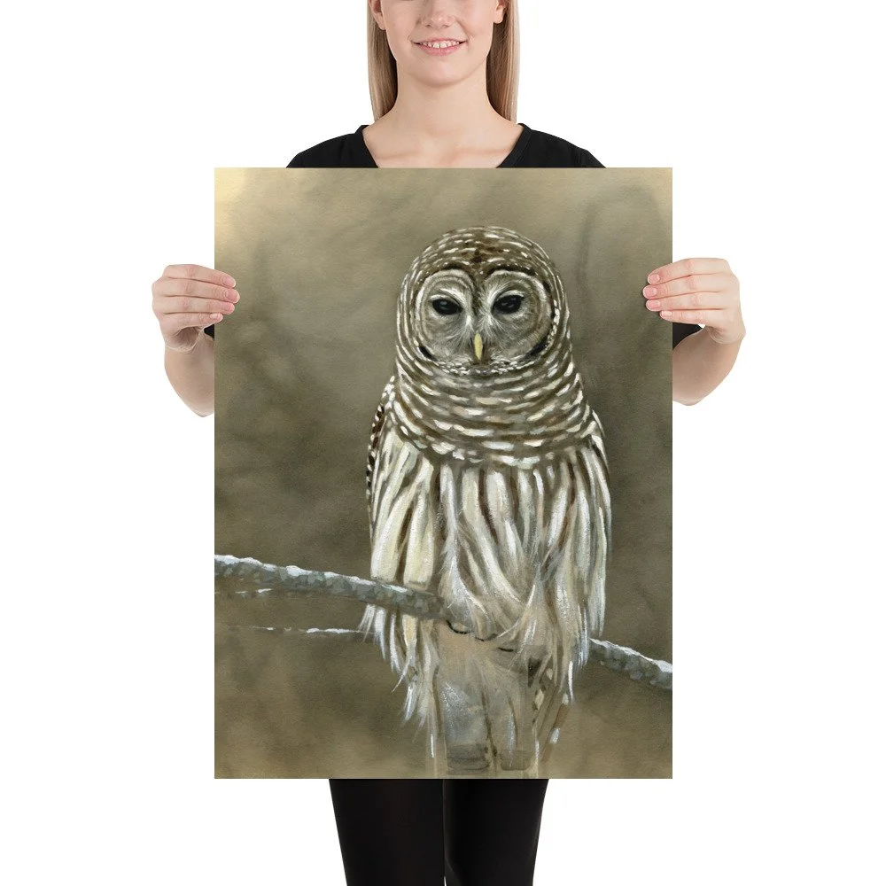 Barred Owl Drawing