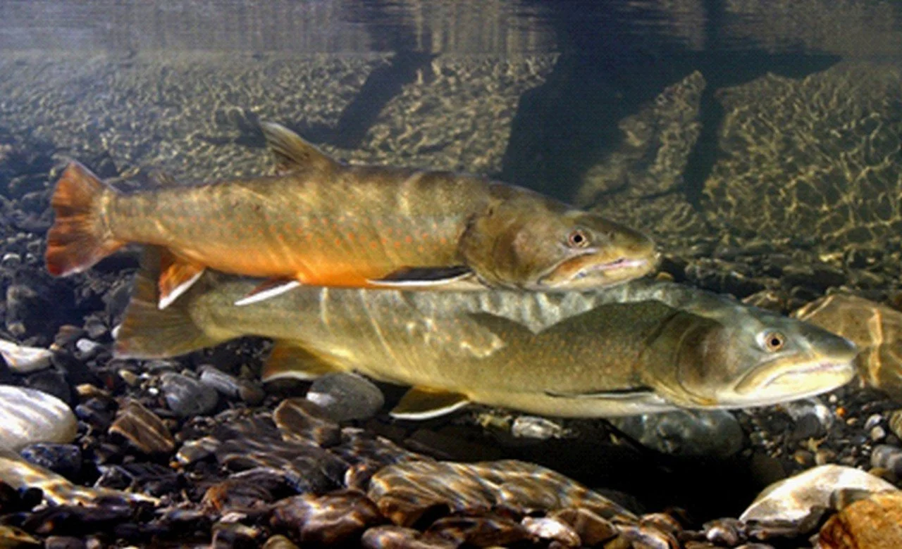 World Fisheries Day — Poseidon Environmental