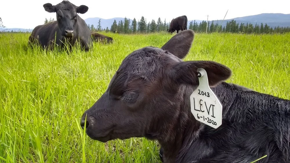 Beef — Cushman Family Farm