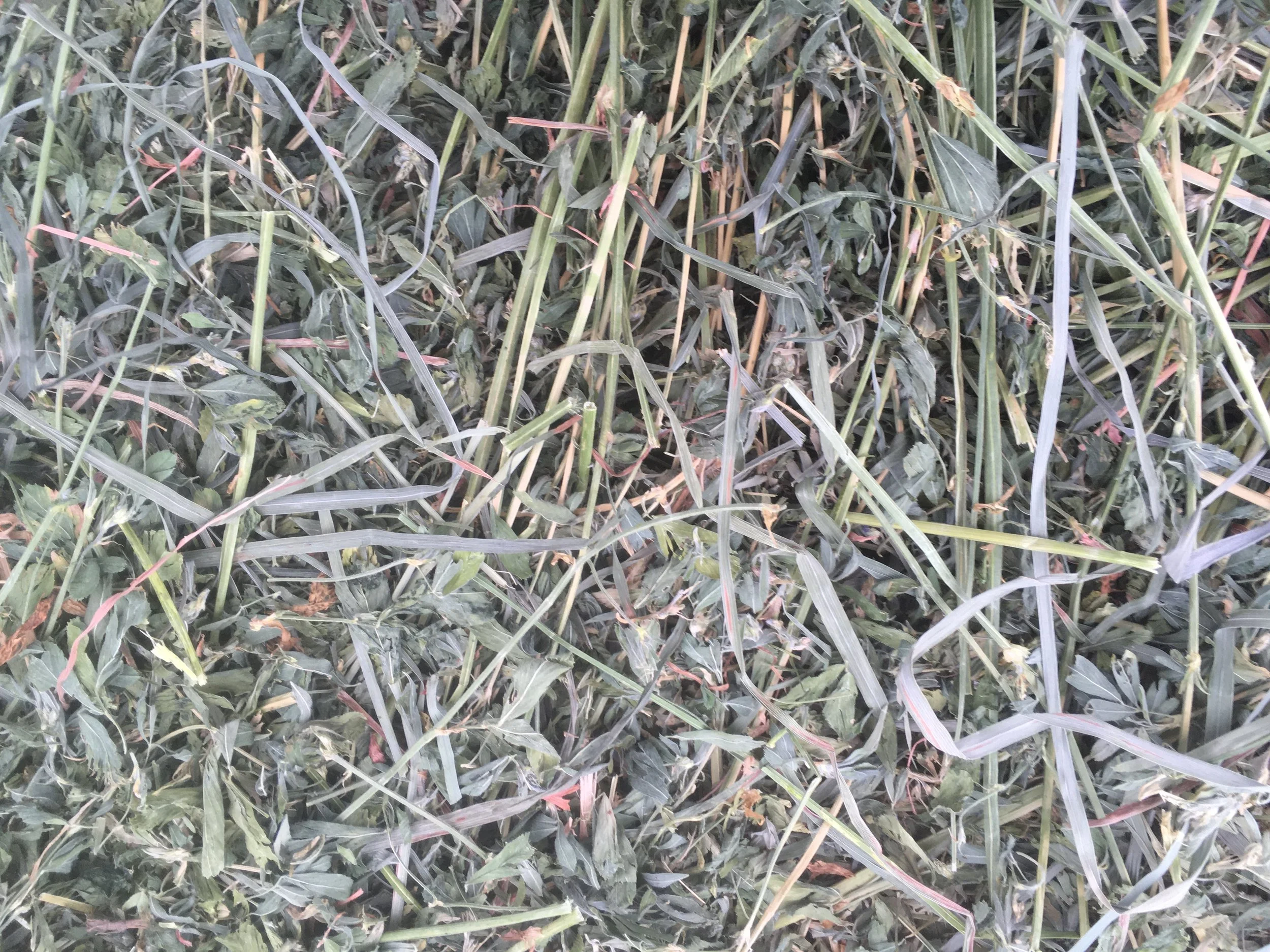 Hay — Cushman Family Farm