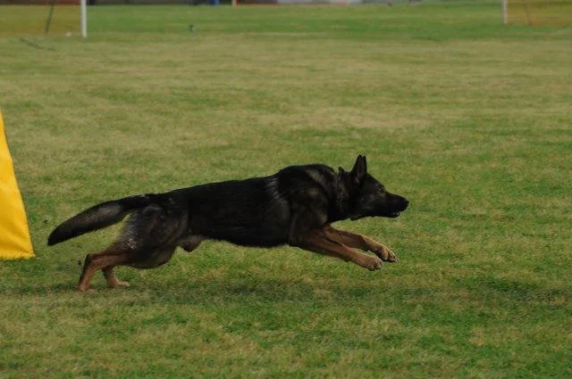 Training — Circle K9