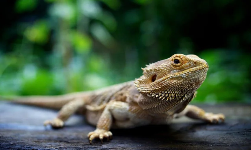 5 Classic Aussie Dragons You Need to Know — Monster Children