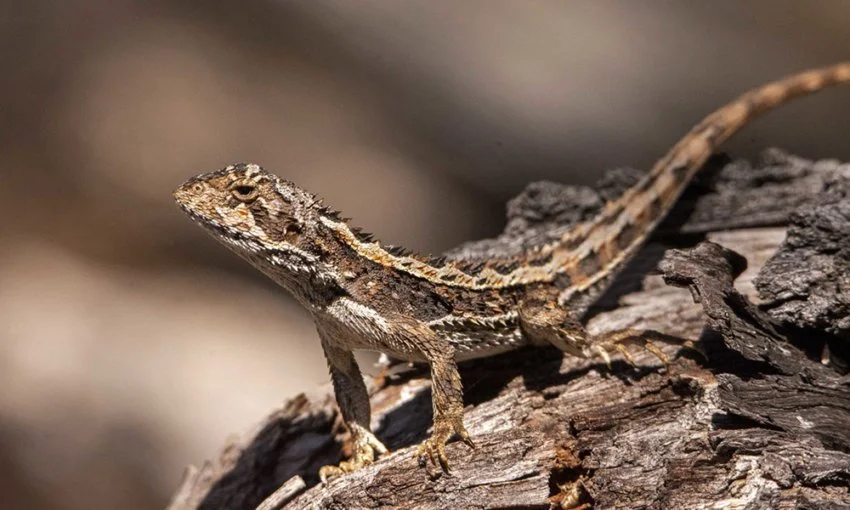 5 Classic Aussie Dragons You Need to Know — Monster Children