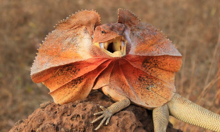 5 Classic Aussie Dragons You Need to Know — Monster Children