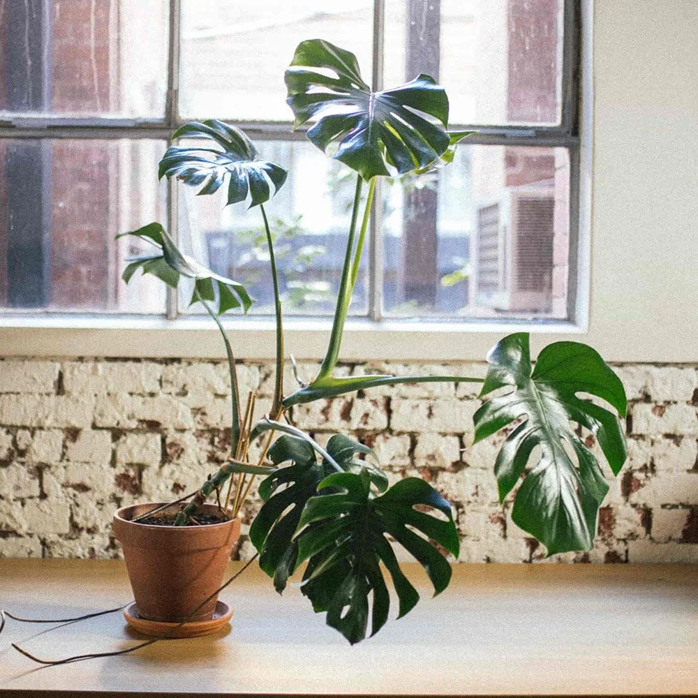 How To Look After Plants That Live in Pots in Houses — Monster Children