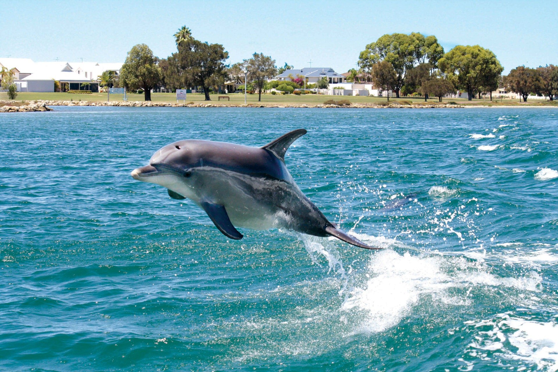 ARE DOLPHINS YOUR SURF FRIENDS OR ARE THEY EVIL DICKS Monster Children ARE DOLPHINS YOUR SURF FRIENDS OR ARE THEY EVIL DICKS Monster Children