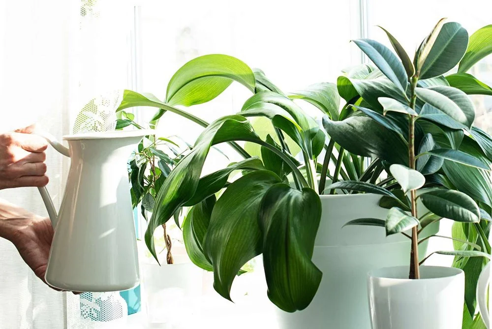 How To Look After Plants That Live in Pots in Houses — Monster Children