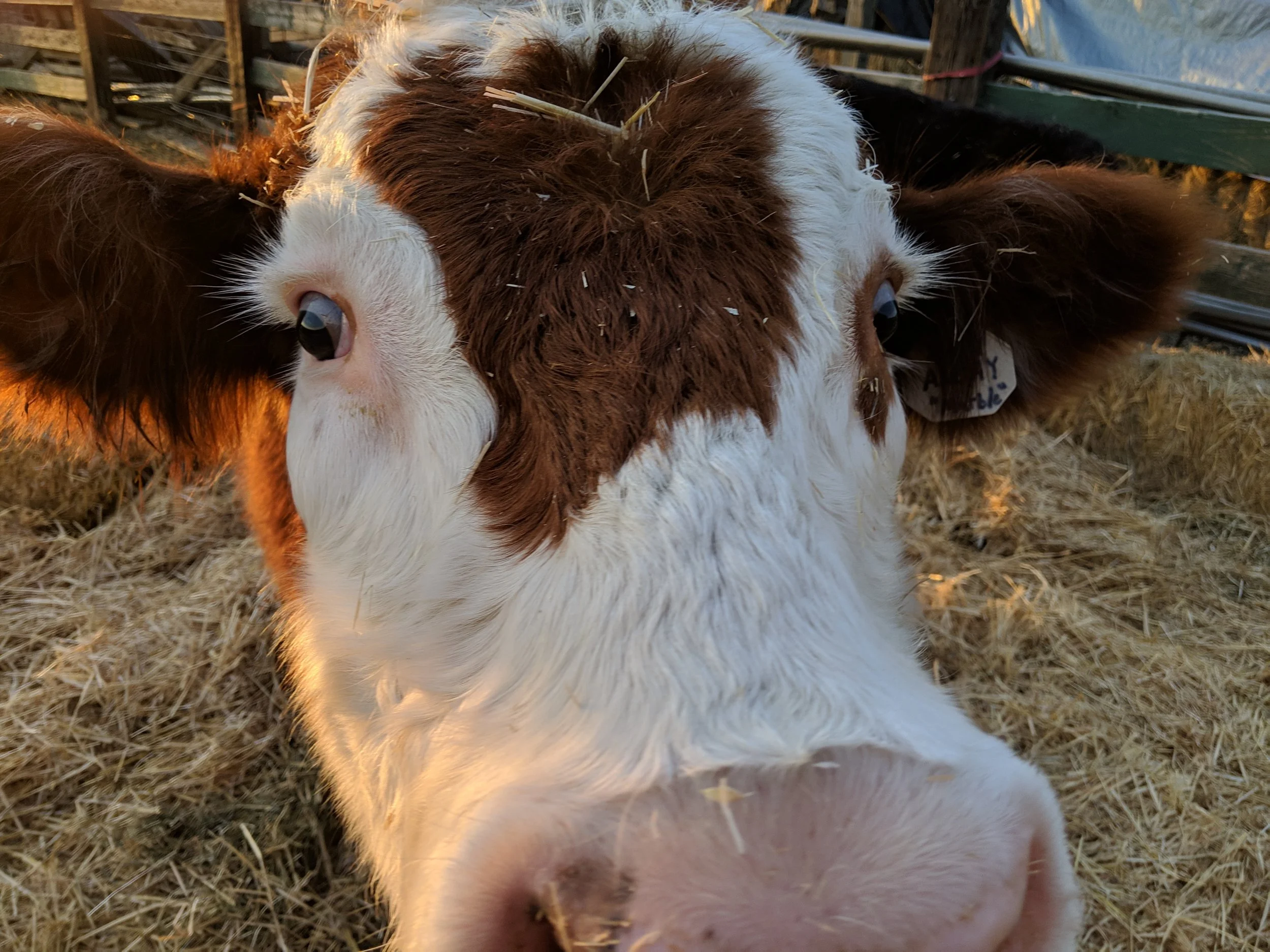 About | Emmett, ID — Ansay Ranch