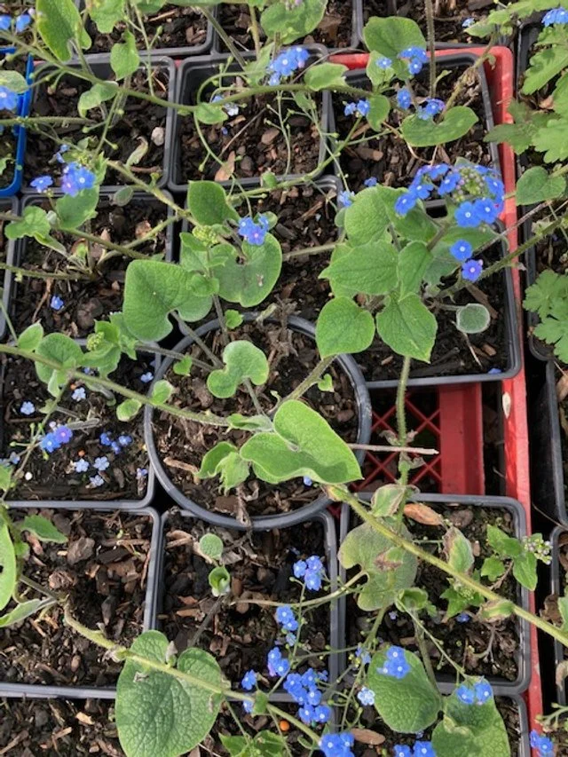 Brunnera macrophylla, Perennial Forget-me-not — Loch Leven Nursery ...